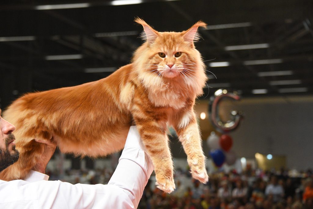 Milano Cat Show, oltre 700 gatti in passerella a Novegro - Giornale di ...