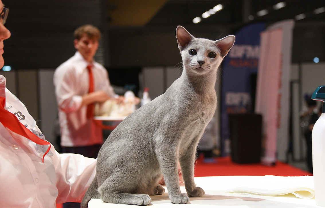 Milano Cat Show, 600 gatti da concorso sfilano al Parco Esposizioni ...